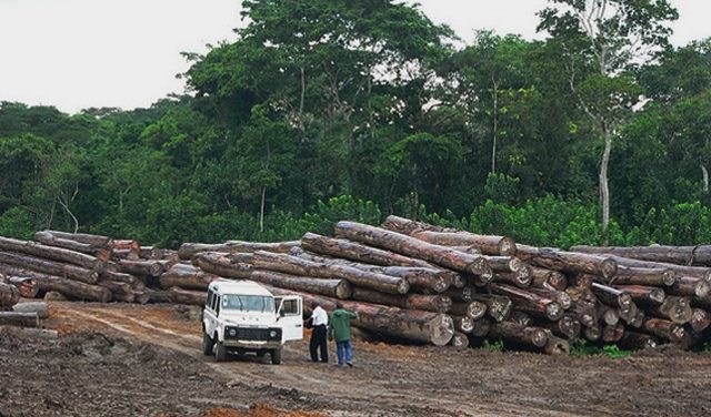 Un plan de lutte contre l’exploitation forestière illégale au Gabon | Bongo Doit Partir - Modwoam